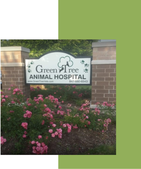 Vet Near Me Libertyville, IL 60048 | GreenTree Animal Hospital