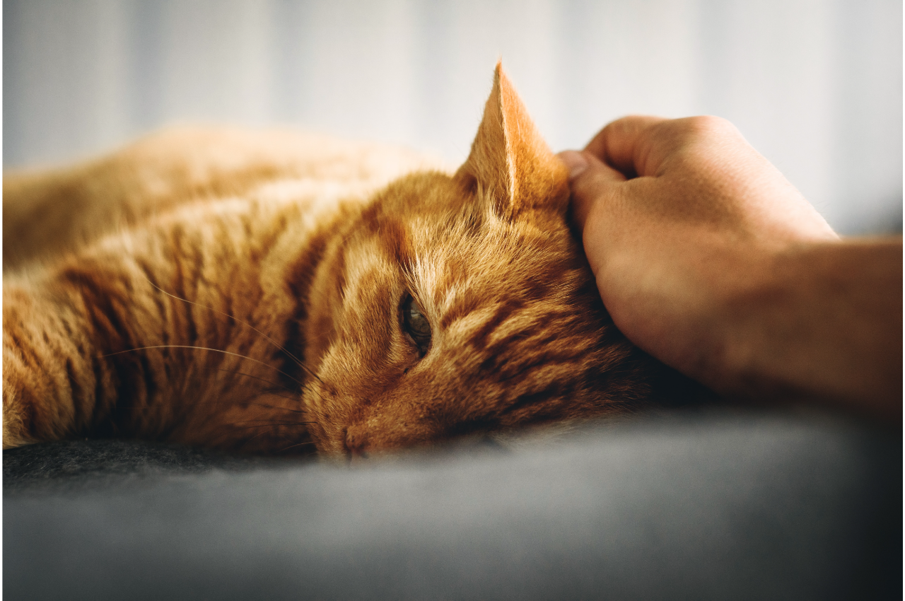 How To Prepare For Your Pet’s Passing | GreenTree Animal Hospital